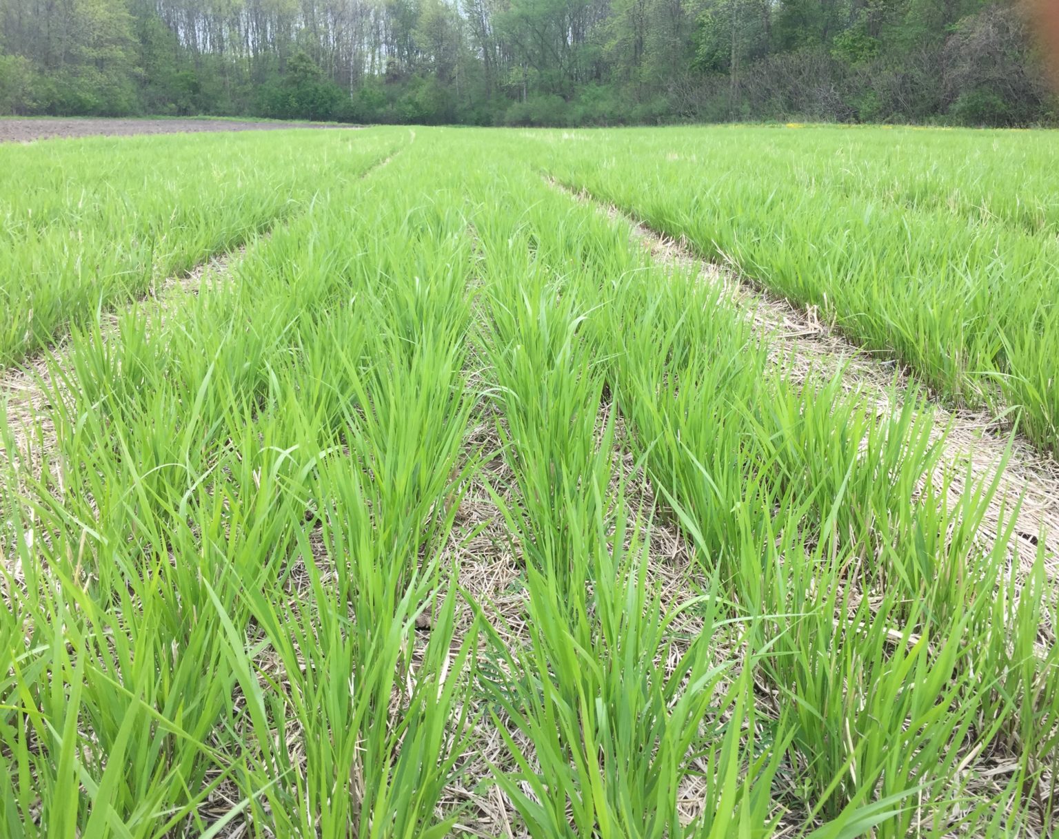 RC Tecumseh Switchgrass | Albert Lea Seed