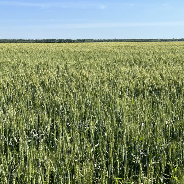 Soft Red Winter Wheat - Organic Blue River 844 | Albert Lea Seed