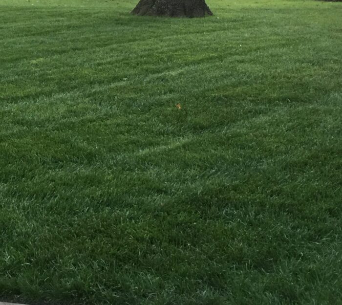 Pro Sports Turf Grass & Lawn Mix Seeds | Albert Lea Seed