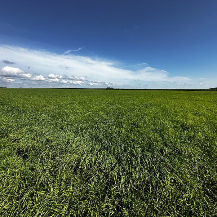 Secretariat Horse Hay Mix Pasture Seed Mix | Albert Lea Seed