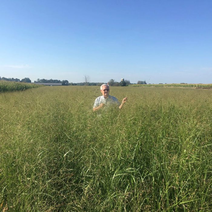 RC Chippewa Switchgrass Plant Seeds | Albert Lea Seed