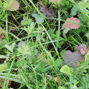 Buyers of Rye and Hybrid Rye - Albert Lea Seed