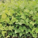 Buck Forage Oats Seeds for Sale (50 Lbs.) | Albert Lea Seed