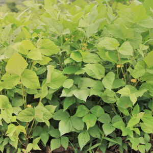 CDC Haymaker Forage Oats Seed for Sale | Albert Lea Seed