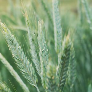 Organic & Non-GMO Spring Oat Seed for Sale | Albert Lea Seed