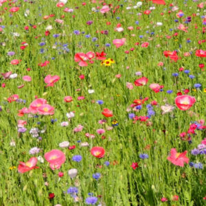 Buyers of Rye and Hybrid Rye - Albert Lea Seed