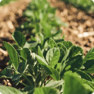 Blue River Organic Seed - Albert Lea Seed