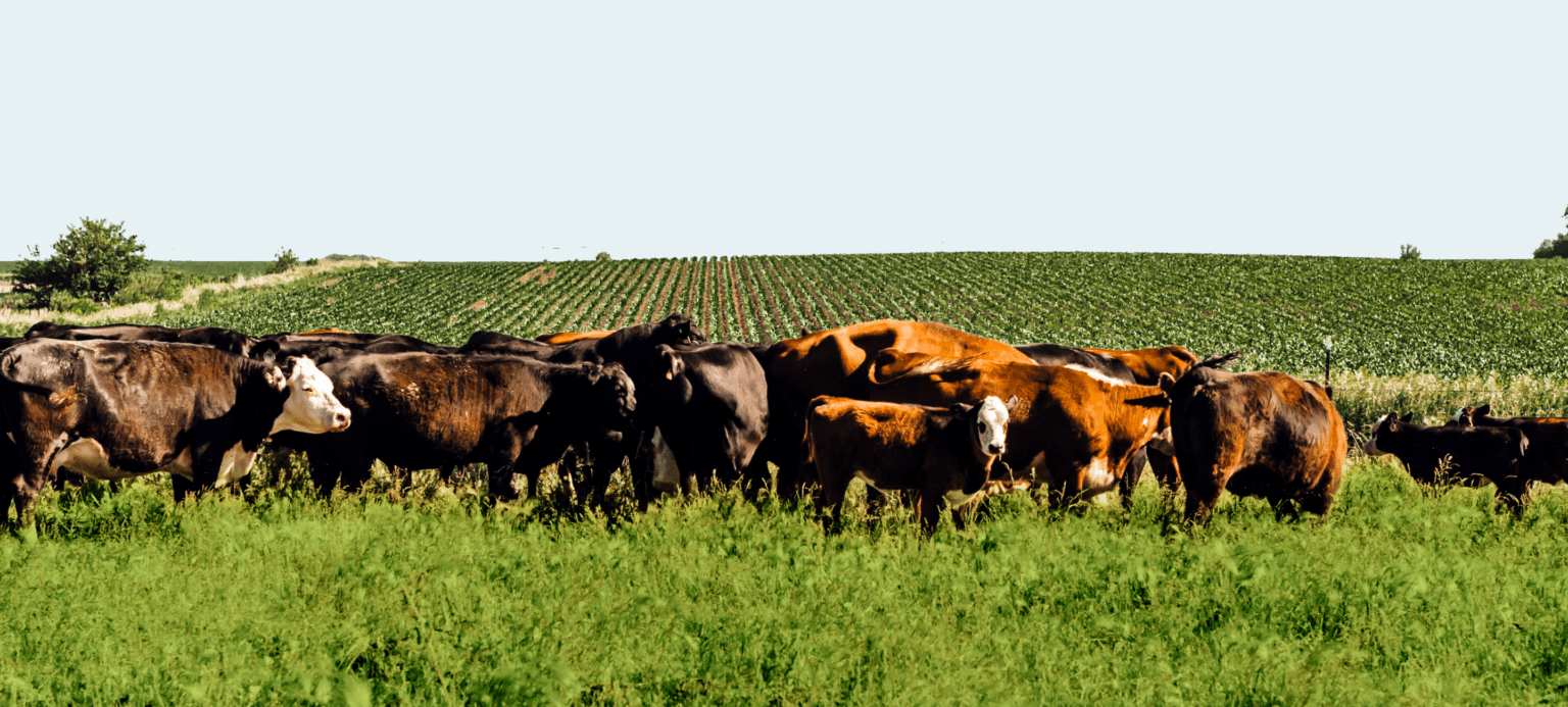 Albert Lea Seed | Strong Non-GMO & Organic Farm Seed