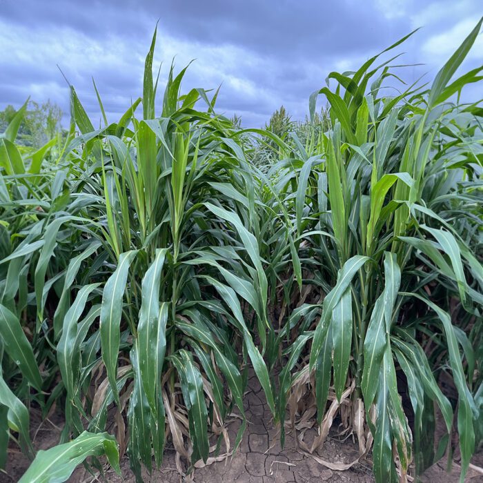 304 BMR Sorghum-Sudangrass ׀ Albert Lea Seed