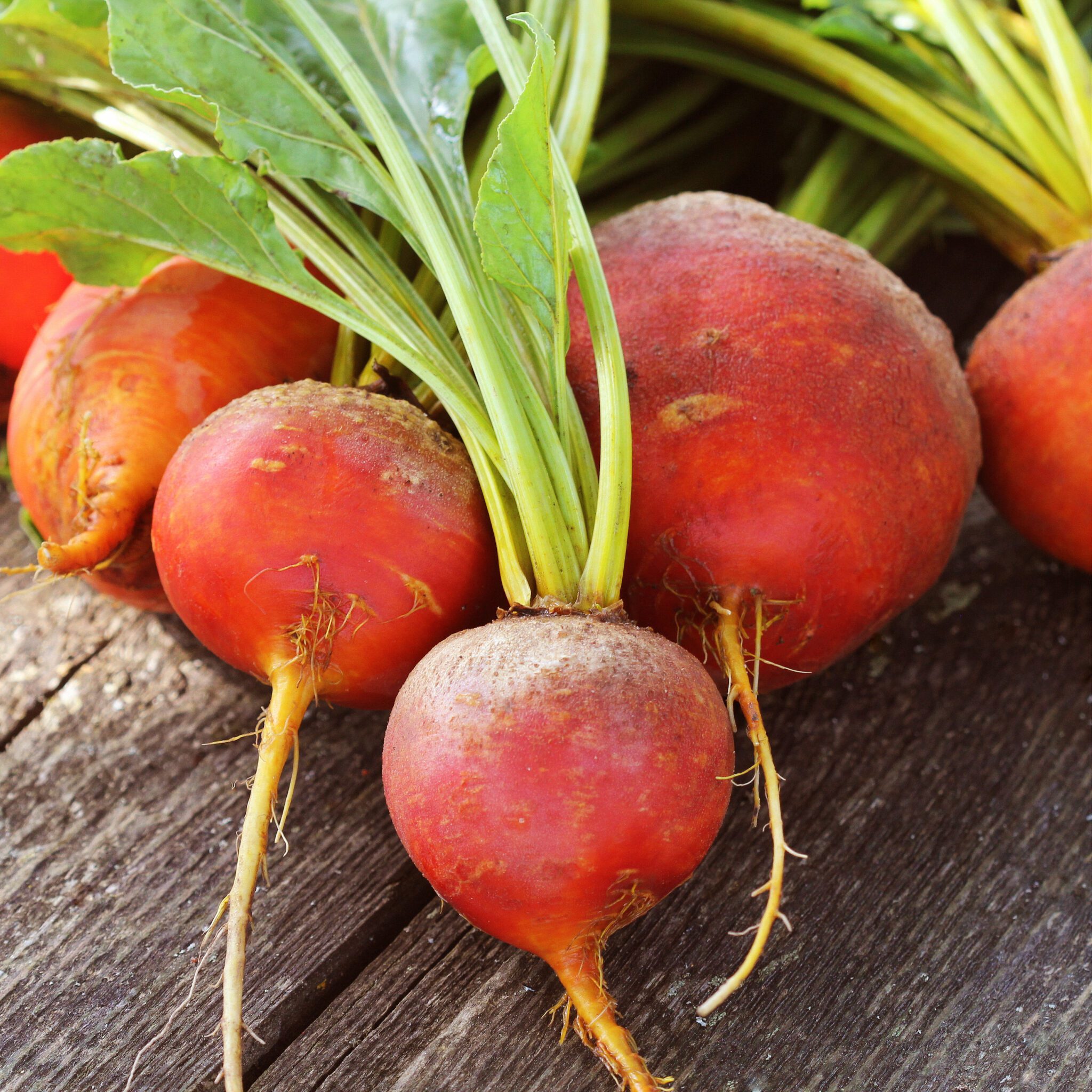 Golden Detroit Beet - Albert Lea Seed