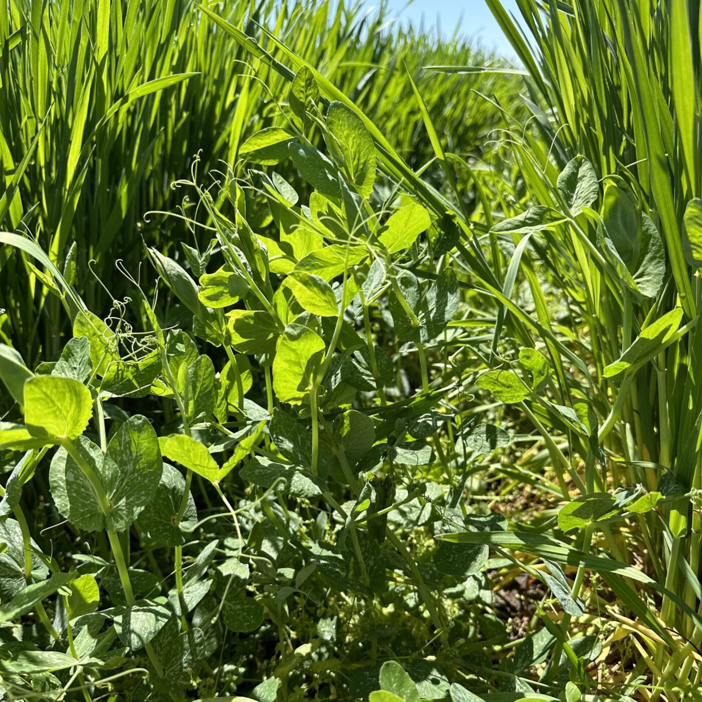 WyoWinter Winter Peas | Albert Lea Seed