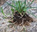 Turf Saver® RTF® Turf-Type Tall Fescue | Albert Lea Seed