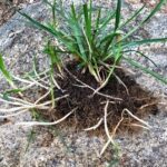 Turf Saver® RTF® Turf-Type Tall Fescue | Albert Lea Seed