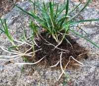 Turf Saver® RTF® Turf-Type Tall Fescue | Albert Lea Seed
