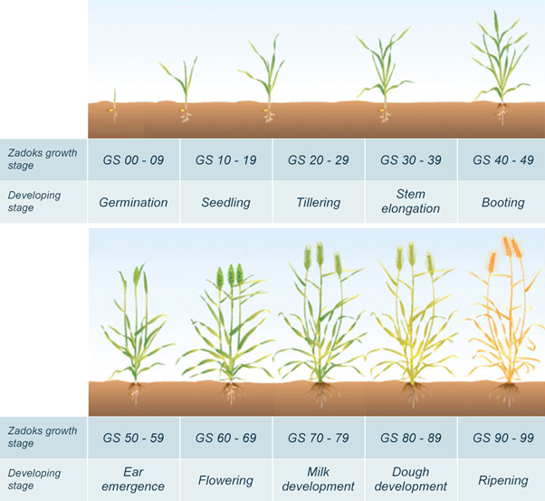 Basics of Fungicide Application in Oats | Albert Lea Seed