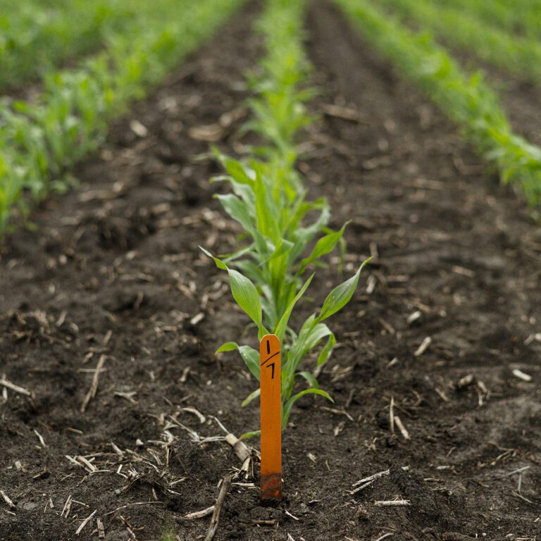 RiseUp + BioGuard Custom Seed Treatment | Albert Lea Seed