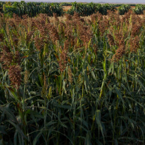 Viking 404 Brand Forage Sorghum for Sale | Albert Lea Seed