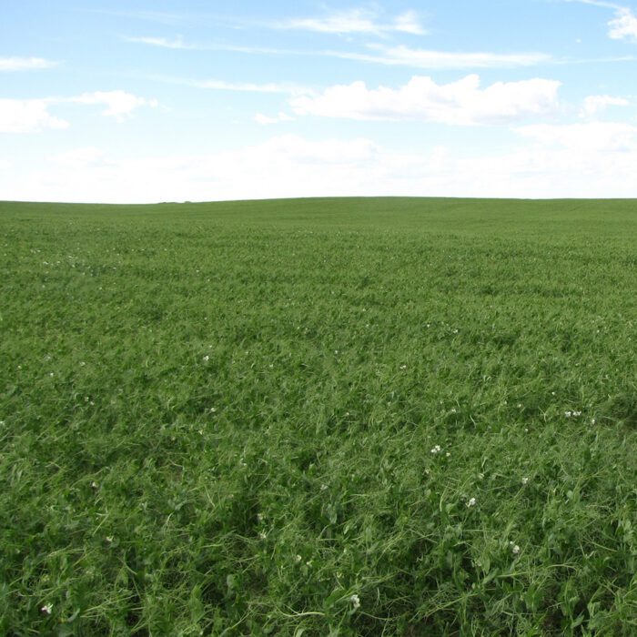 Montech 4152 Field Peas | Albert Lea Seed