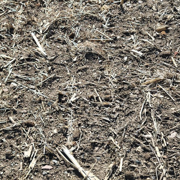 Did Your Small Grains Survive the Winter? Evaluation and Next Steps ...