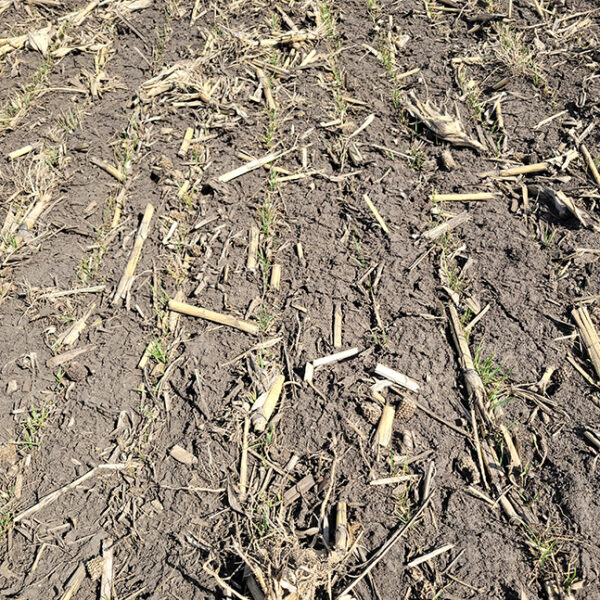 Did Your Small Grains Survive the Winter? Evaluation and Next Steps ...