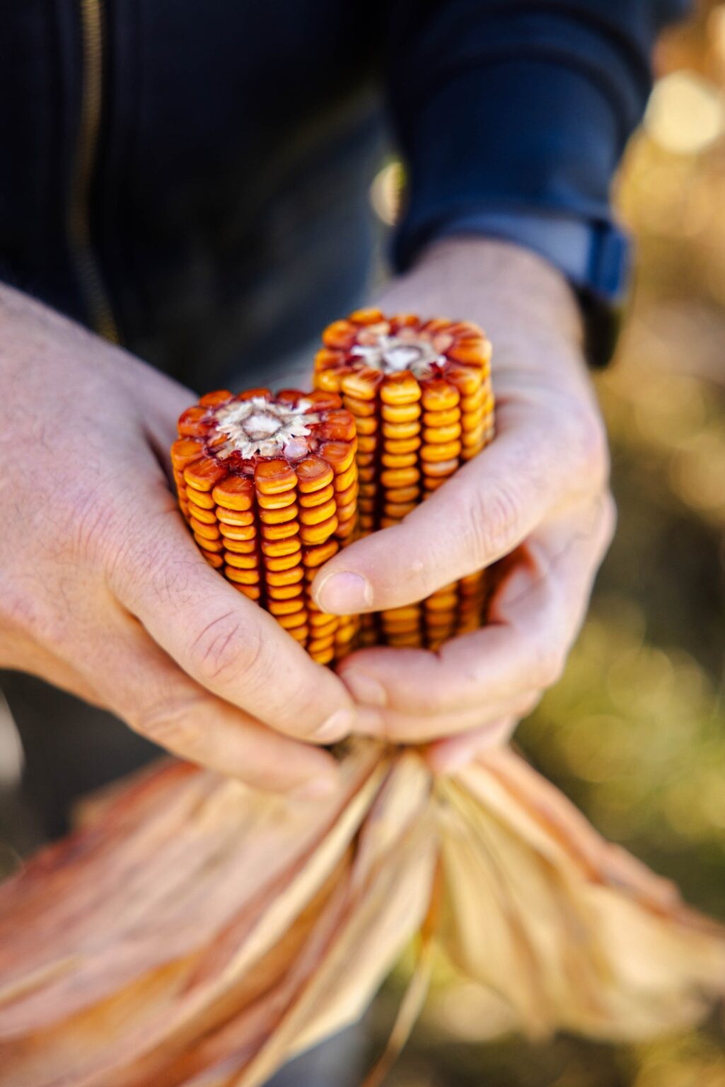 Choices F1 Specialty Red Culinary Seed Corn - Albert Lea Seed