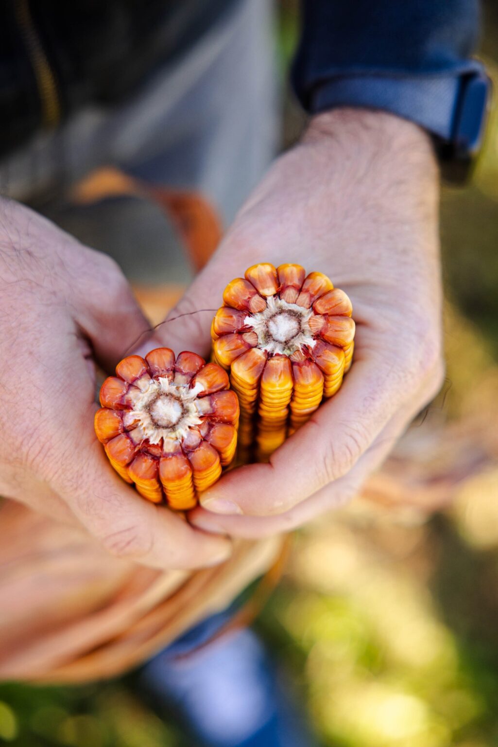 Choices F1 Specialty Red Culinary Seed Corn - Albert Lea Seed