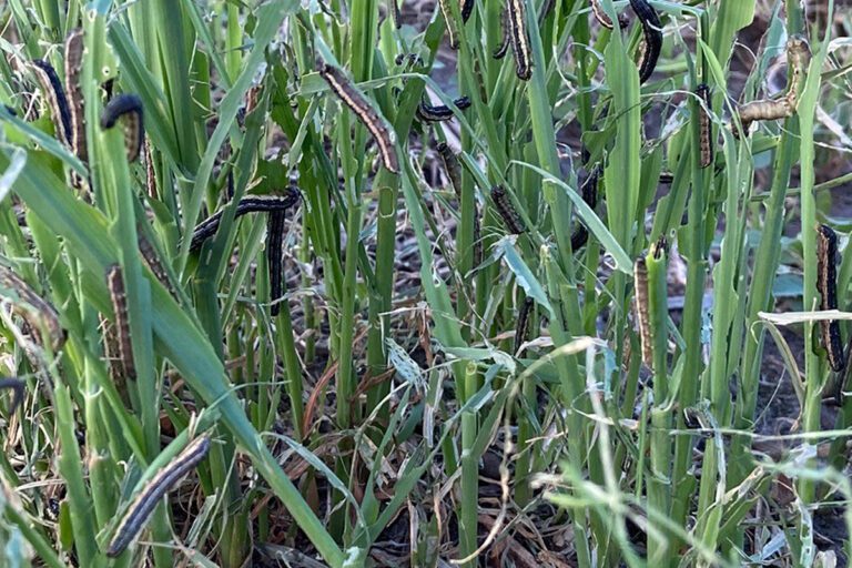 Diagnosis and Treatment Options For Fall Armyworms in 2025 - Albert Lea ...