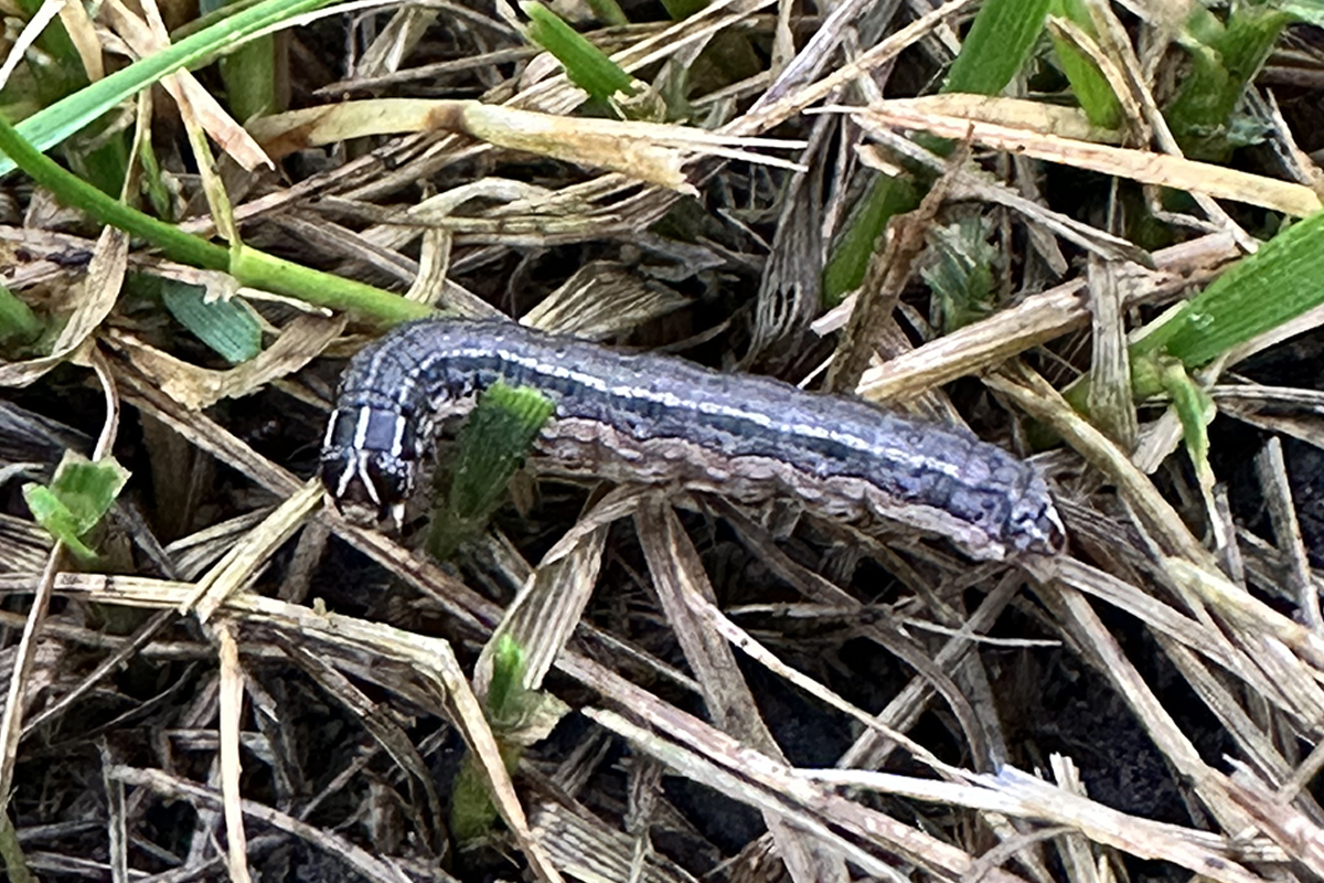 Diagnosis and Treatment Options For Fall Armyworms in 2025 - Albert Lea ...