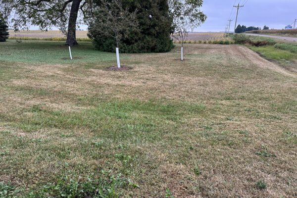 Diagnosis and Treatment Options For Fall Armyworms in 2025 - Albert Lea ...