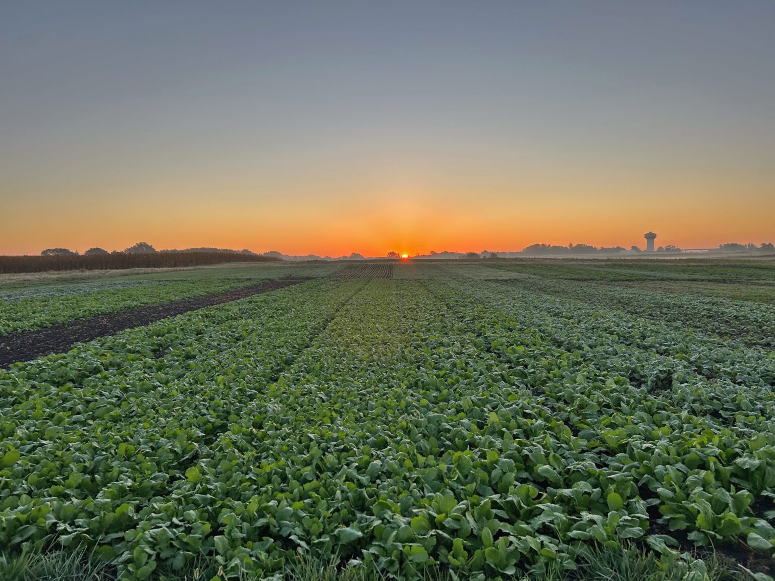 2025 Beemer, NE Corn Test Plot Results - Albert Lea Seed