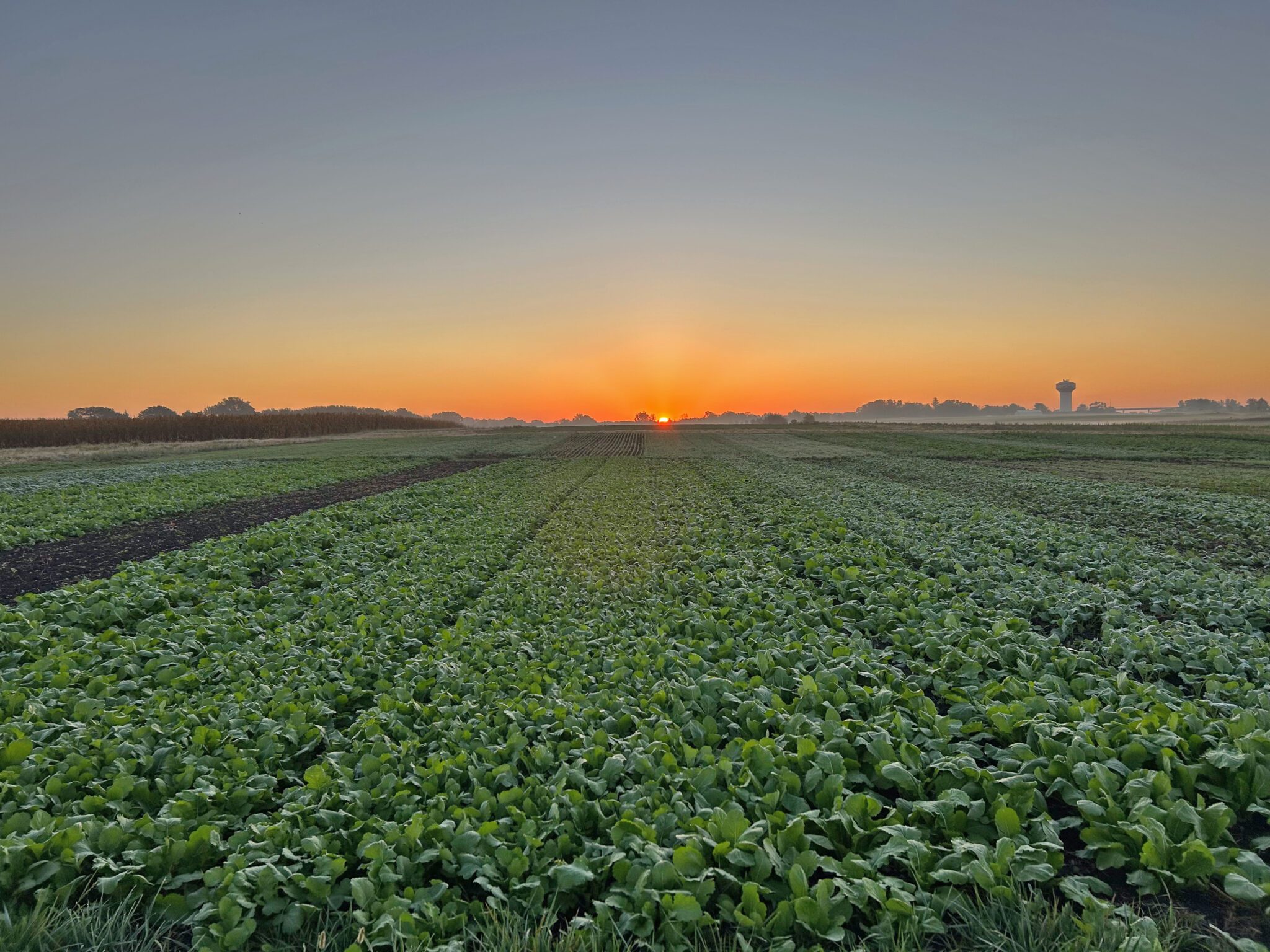 2023 FIRST Trial – Corn Grain – Region Summary – Iowa North Central ...