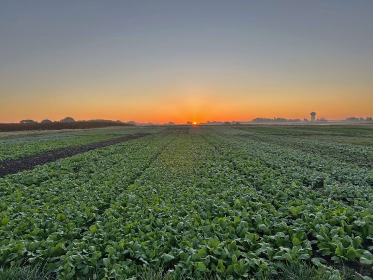 Winter Rye Seed for Sale | Albert Lea Seed